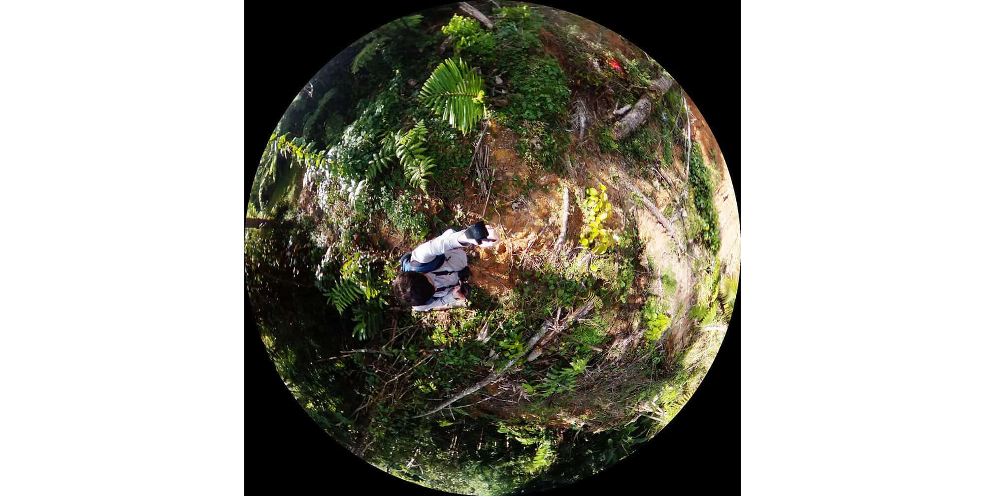 New Research Published, June 2025 – Eye on the Rainforest